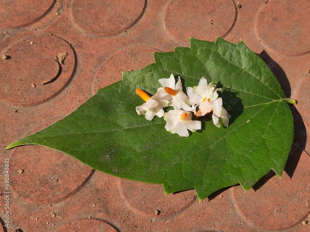 Nyctanthes arbor tristis flower. It's other names night blooming ...