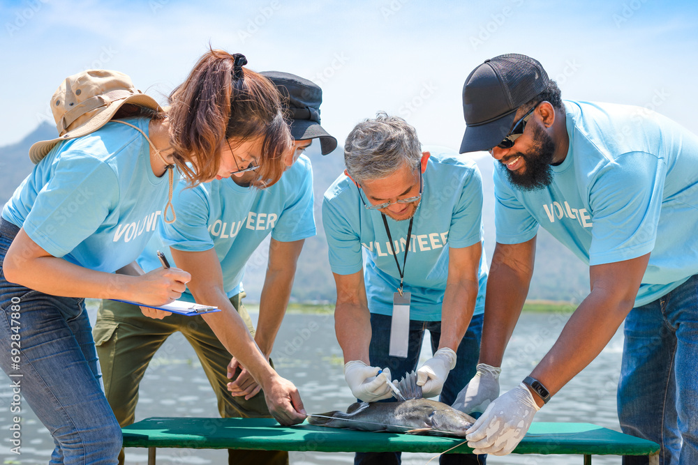 volunteers led by a biologist injecting microchips to reproduce fish by ...