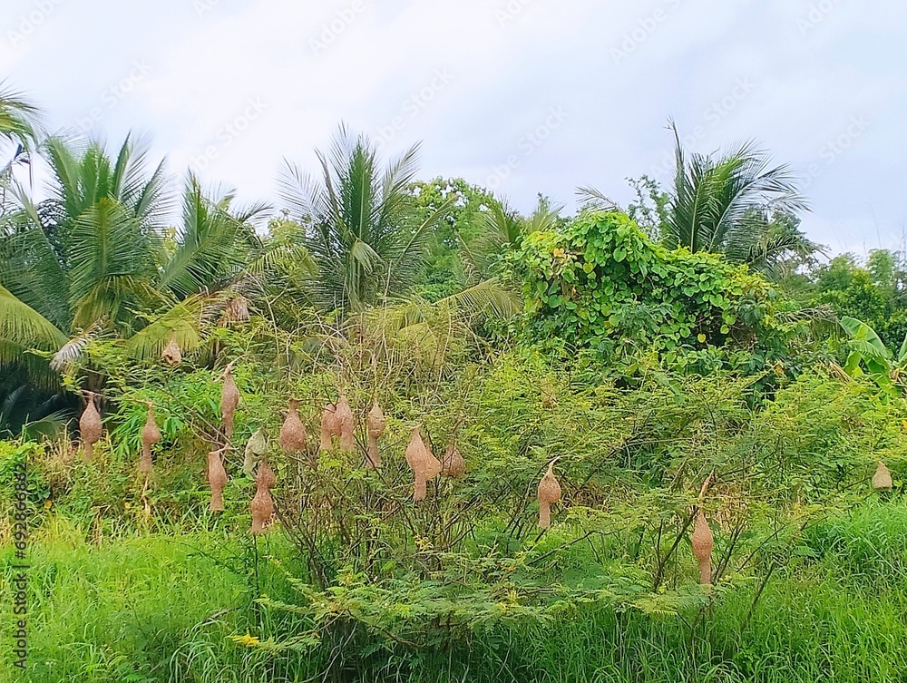 The picture of the riverside view has a tree called thick thorny grass ...