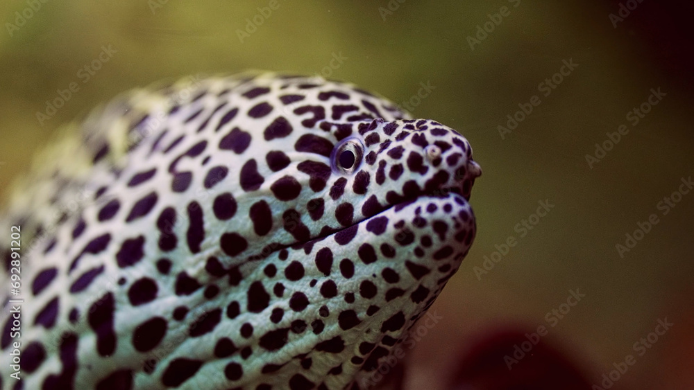 A Spotted Moray Eel. The eel, which is black with white spots, is ...