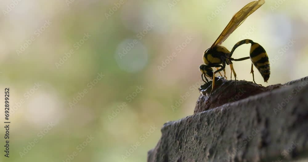 Potter wasp female carefully completes the top of her pot nest with ...