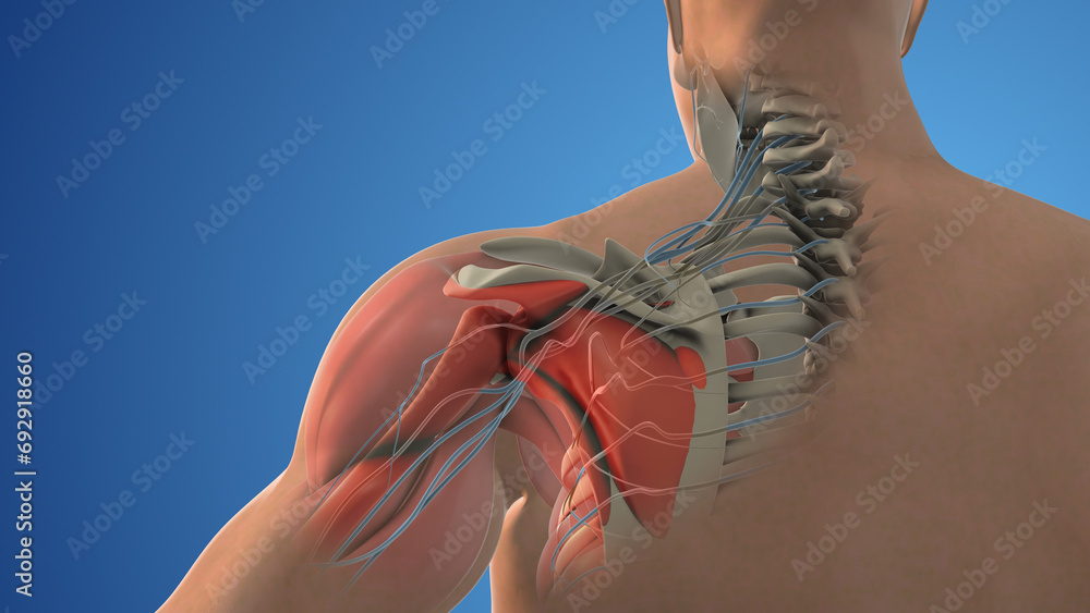 The network of brachial plexus nerves in the shoulder structure Stock ...