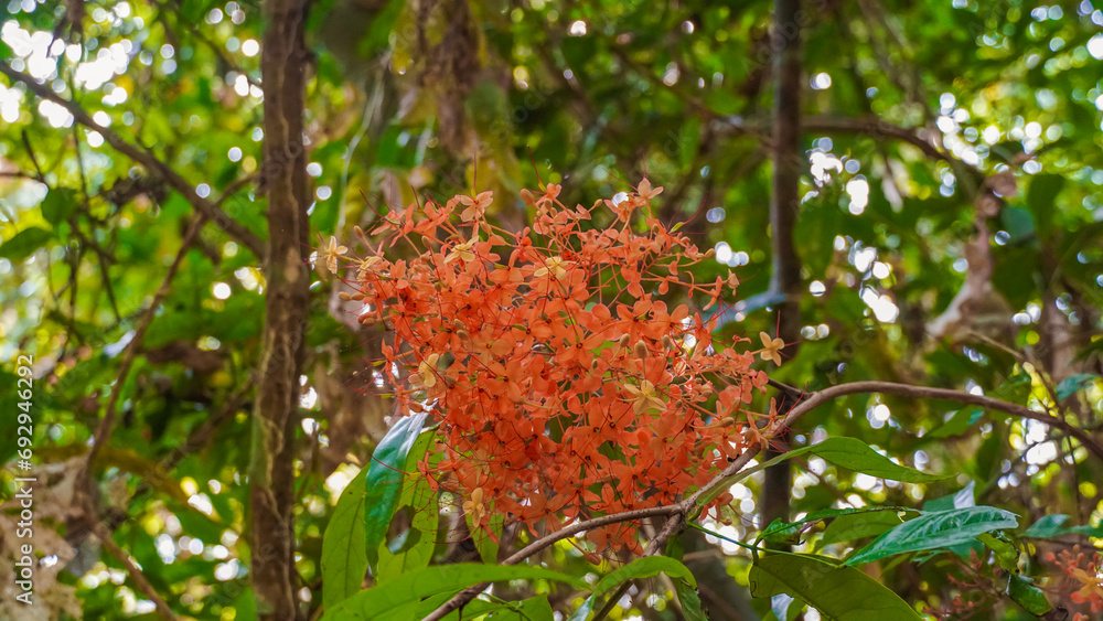Colorful orange and yellow blooms of Saraca asoca (Saraca indica Linn ...