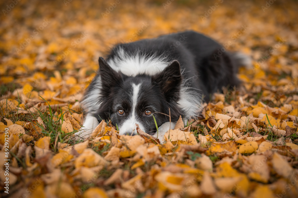 Obedient Border Collie Lies Down in Autumn Fallen Leaves. Cute Black ...