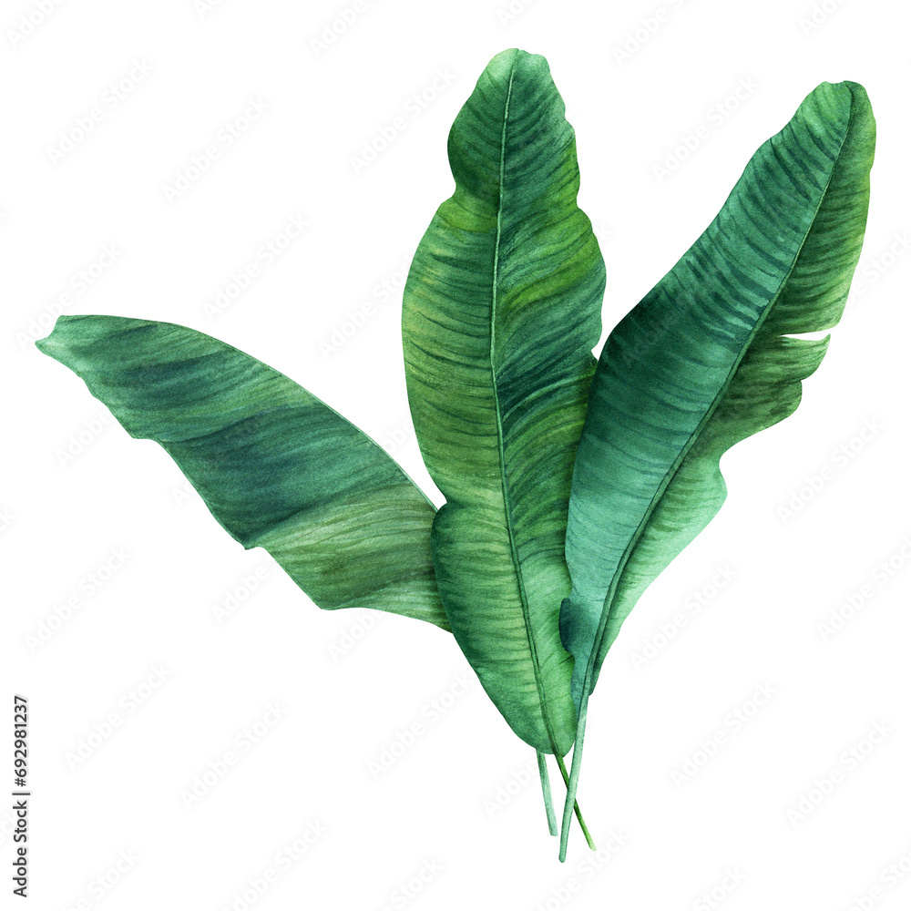 Composition of three banana tree leaves. Tropical plantain palm. Hand drawn botanical watercolor ...