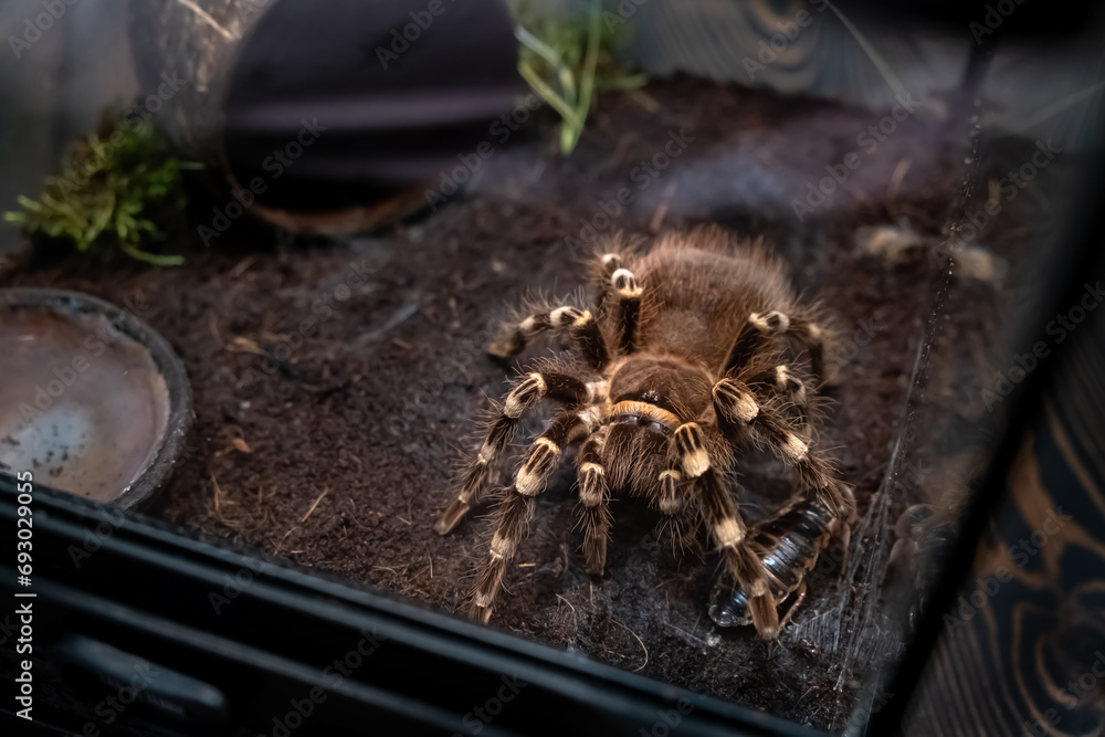A spider injects venom into a madagascar cockroach in a terrarium close ...