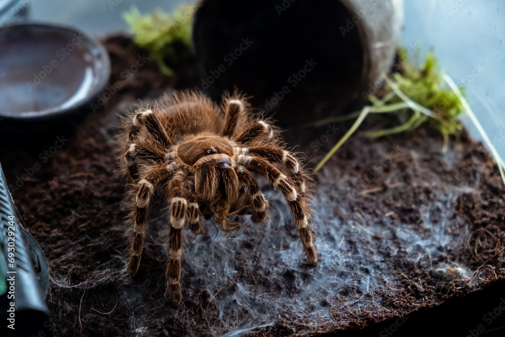 A spider injects venom into a madagascar cockroach in a terrarium close ...