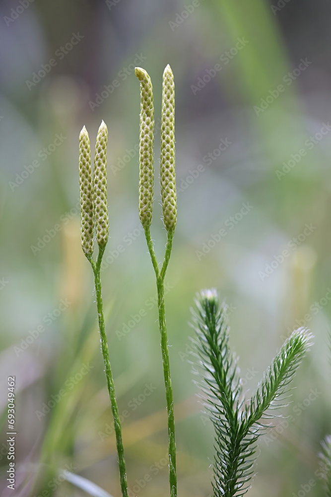 Common club moss, Lycopodium clavatum, also known as stag's-horn ...