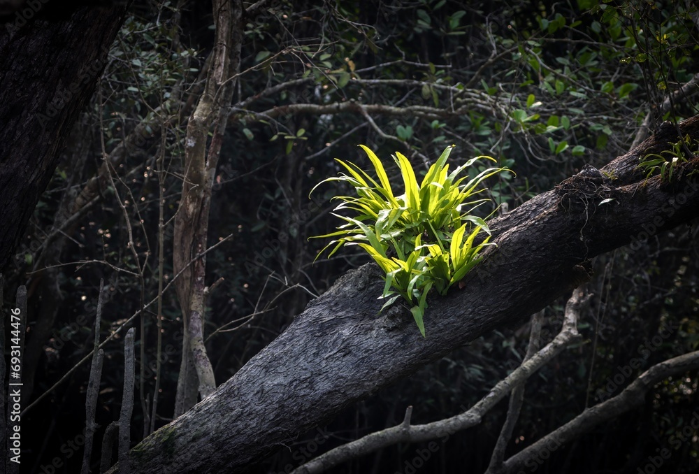 plant growing in the fork of a tree trunk.this photo was taken from ...