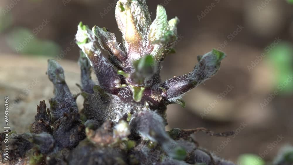 a potato plant that has started to sprout. shown in close-up, with ...