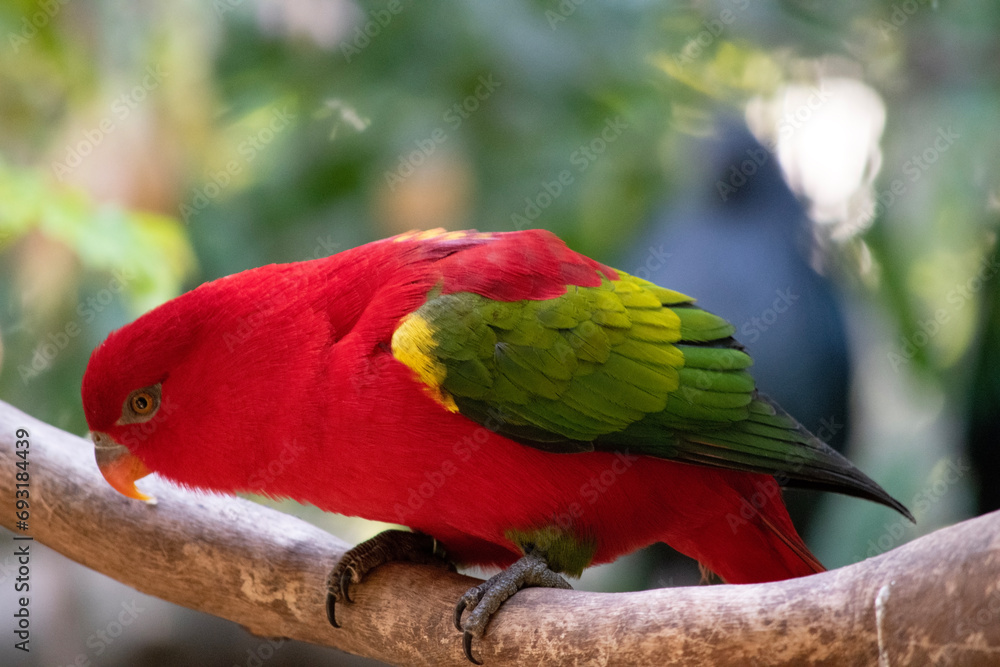 The chattering lory has a red body and a yellow patch on the mantle ...