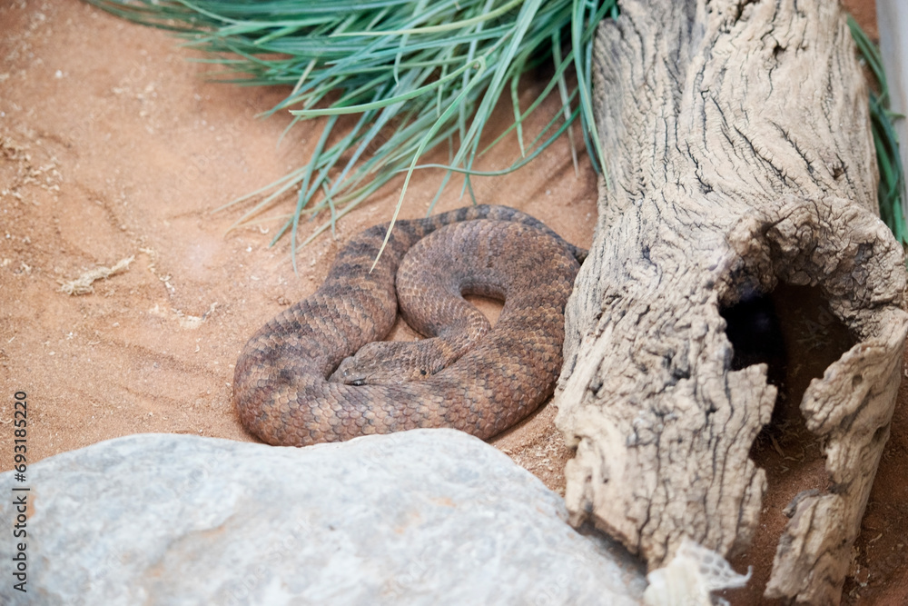the common death adder has a broad flattened, triangular head and a ...