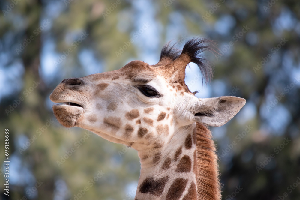 The giraffe is the tallest of all mammals. The legs and neck are ...