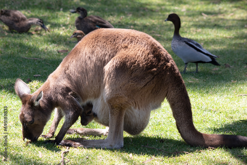 the kangaroo-Island Kangaroo has a brown body with a white under belly ...