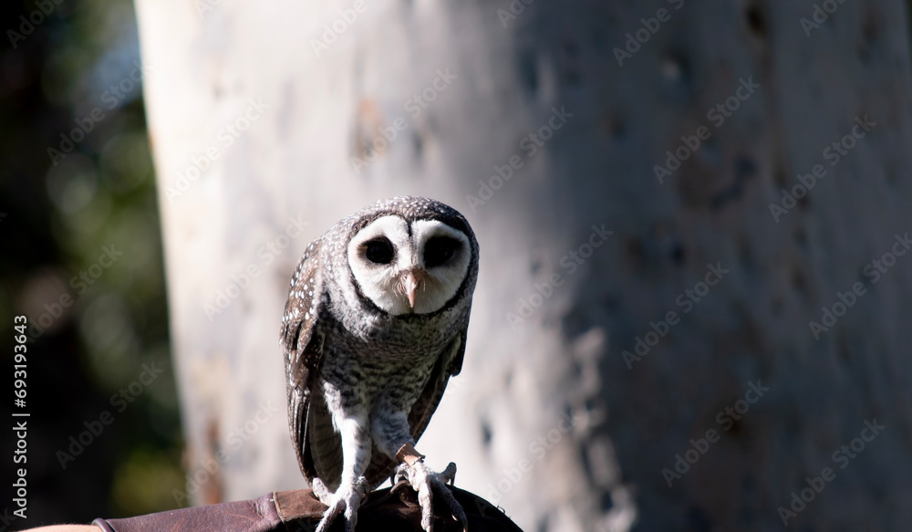 The lesser sooty owl is a dark sooty-grey in color, with large eyes in ...