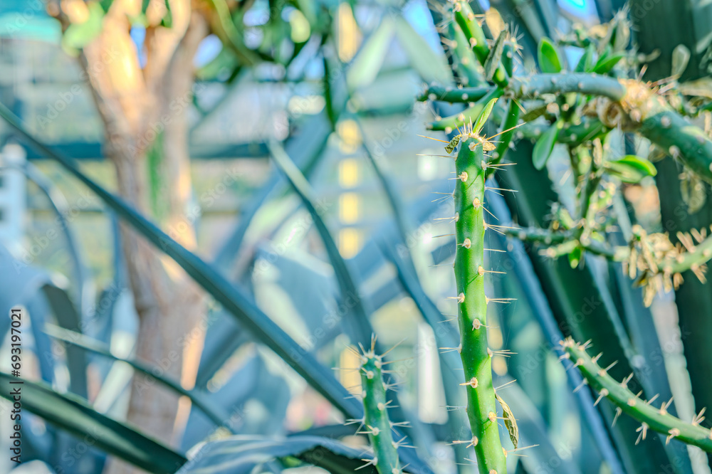 Opuntia aurantiaca, commonly known as tiger-pear, jointed cactus or ...