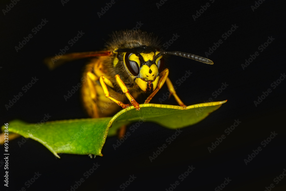 Macro view insect. The parasitic wasp red-banded sand bee is a species ...