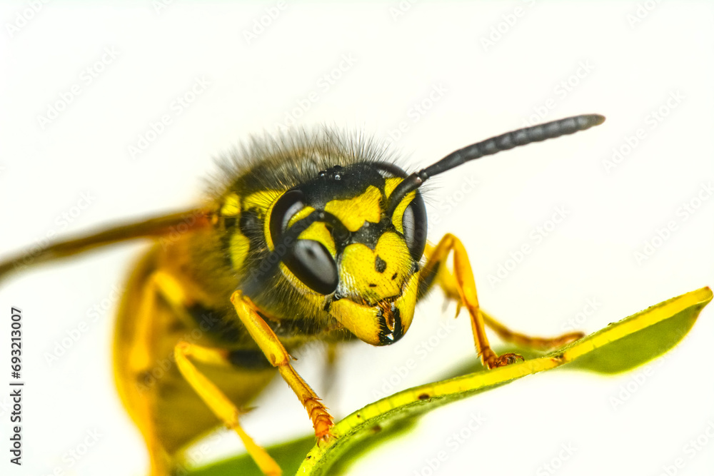 Macro view insect. The parasitic wasp red-banded sand bee is a species ...