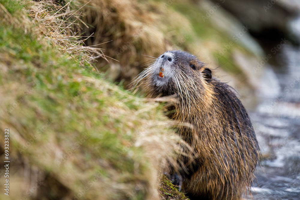 Coypu, Myocastor coypus, sits in front of burrow in river bank. Nutria ...