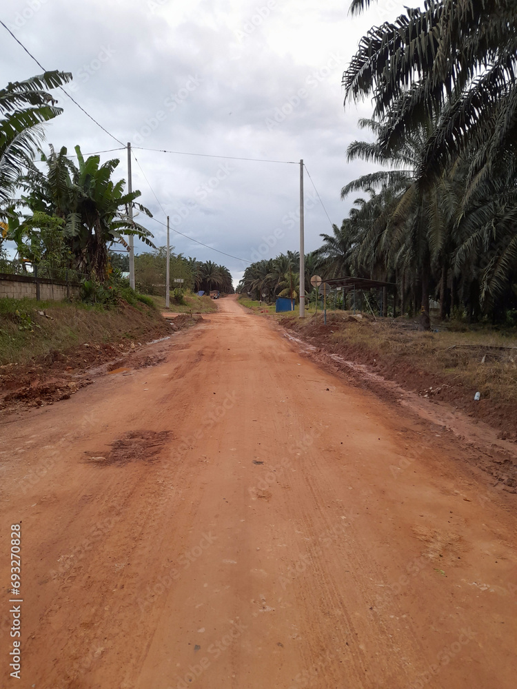 Dirt road - a road in an oil palm plantation, showing oil palm ...