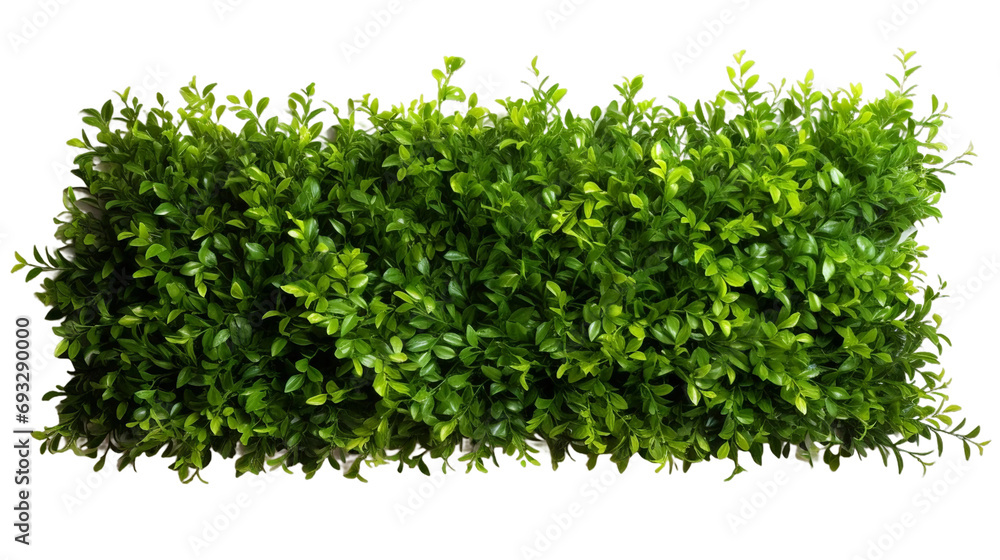Hedge, transparent background, isolated image, generative AI Stock ...