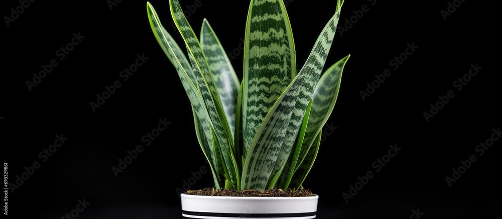 Snake plant, or Sansevieria trifasciata, is an ornamental foliage plant ...