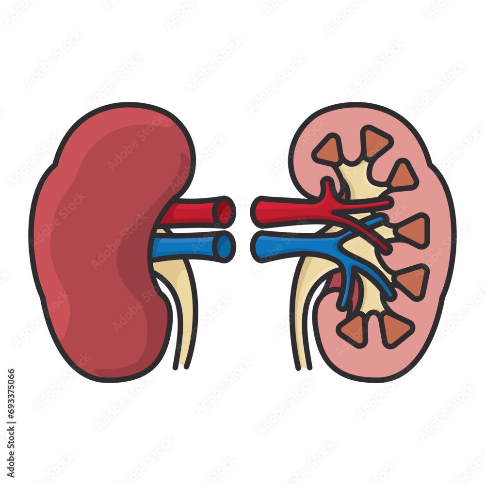 Human kidney and cross-section isolated vector illustration for World ...