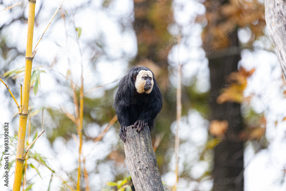 A tree summit becomes a throne for a male White-faced Saki, its white ...