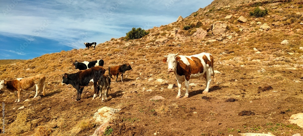 Tikjda, Djurdjura national park A herd of cows and bulls in the heights ...