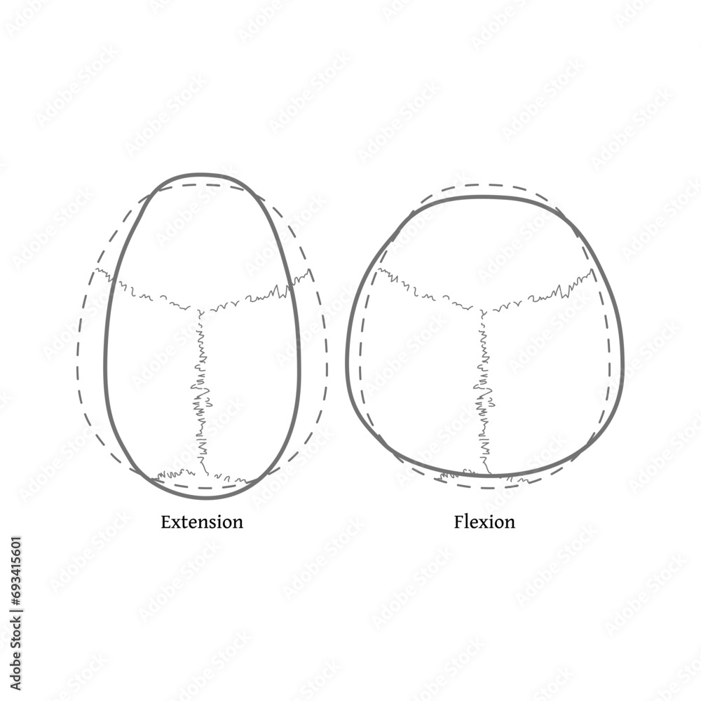 Vecteur Stock Extension and flexion of the bones of the skull ...
