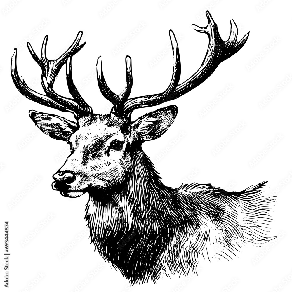 Portrait realistic engraving of deer isolated black and white vector ... Portrait realistic engraving of deer isolated black and white vector ...