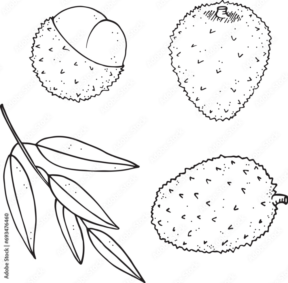 Lychee set hand drawn vector illustration with lychee tree fruits ...