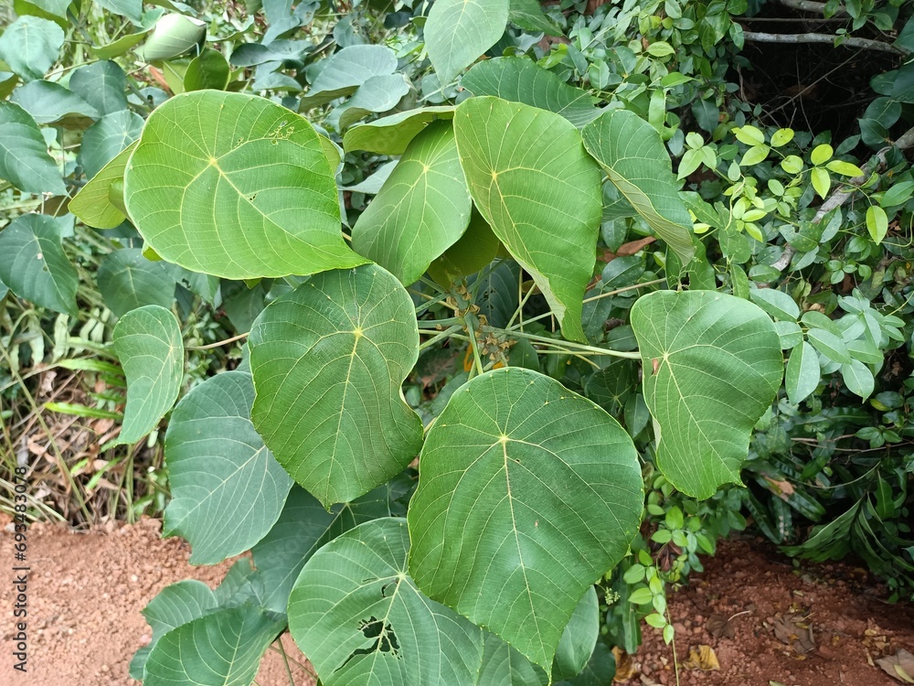 Macaranga tanarius is a plant found in South East Asia, Thailand, Papua ...