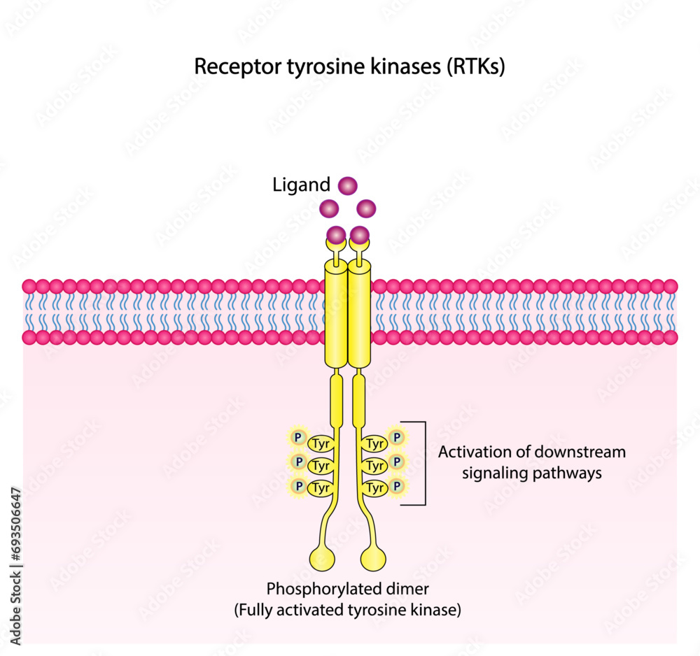 Tyrosine kinase receptor. Dimerization, phosphorylation, activation and cellular response. Cell ...