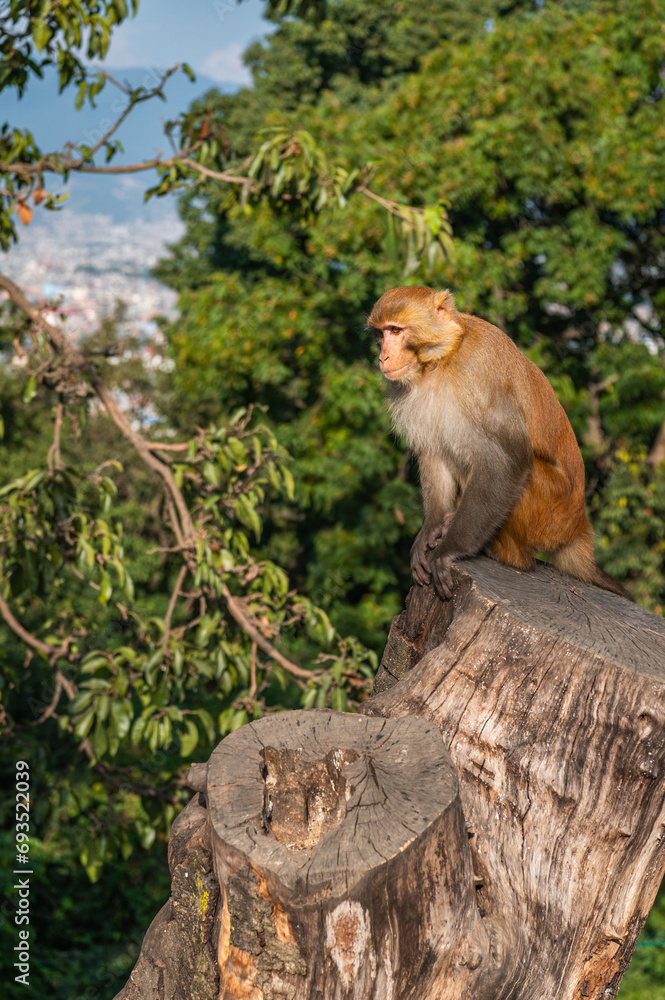 Monkey in an ancient religious complex Swayambhunath in Kathmandu ...