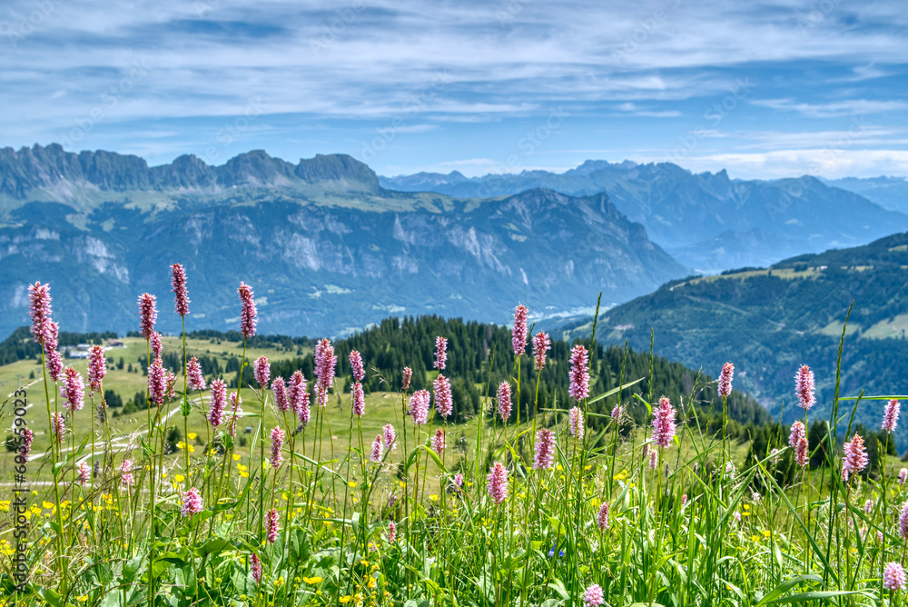 Beautiful flowers of the Bistorta Officinalis in bloom in the Swiss ...