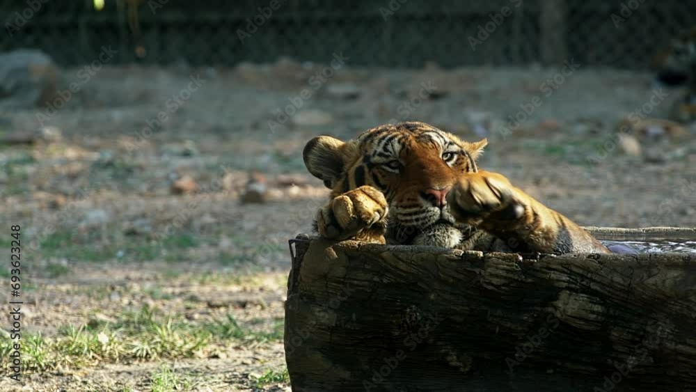 Single dangerous tiger lying have rest in wooden bath in Bangkok open ...