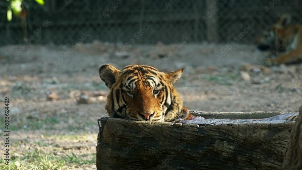 Single dangerous tiger lying have rest in wooden bath in Bangkok open ...