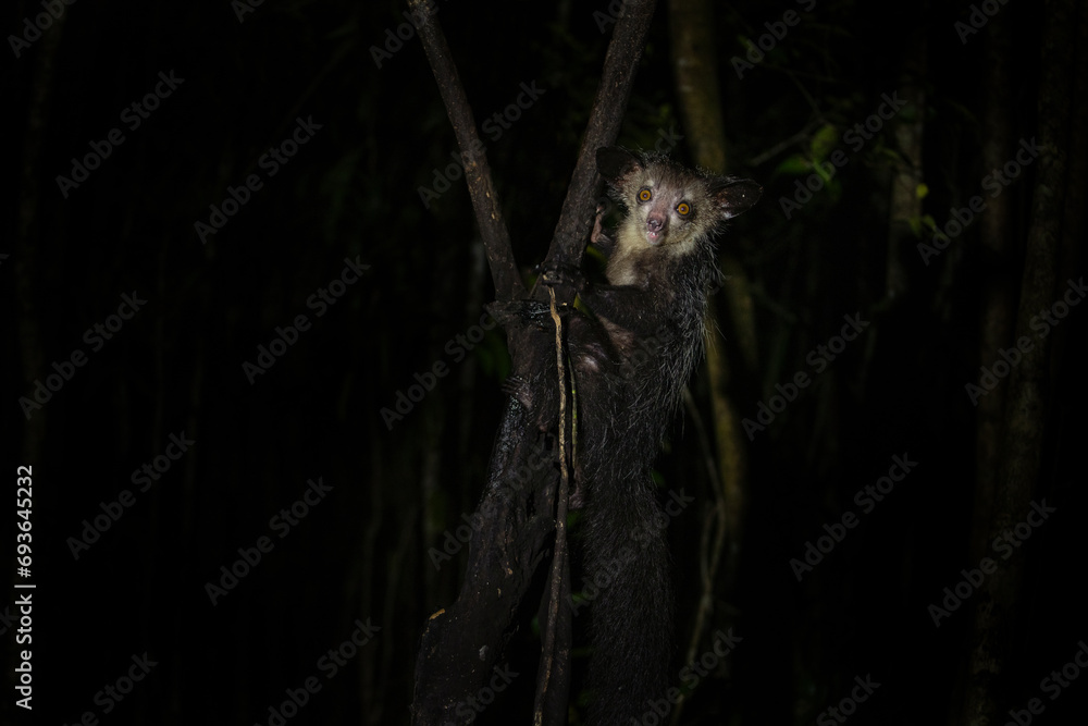 Aye aye during the night on Madagascar. Curious lemur is looking for ...