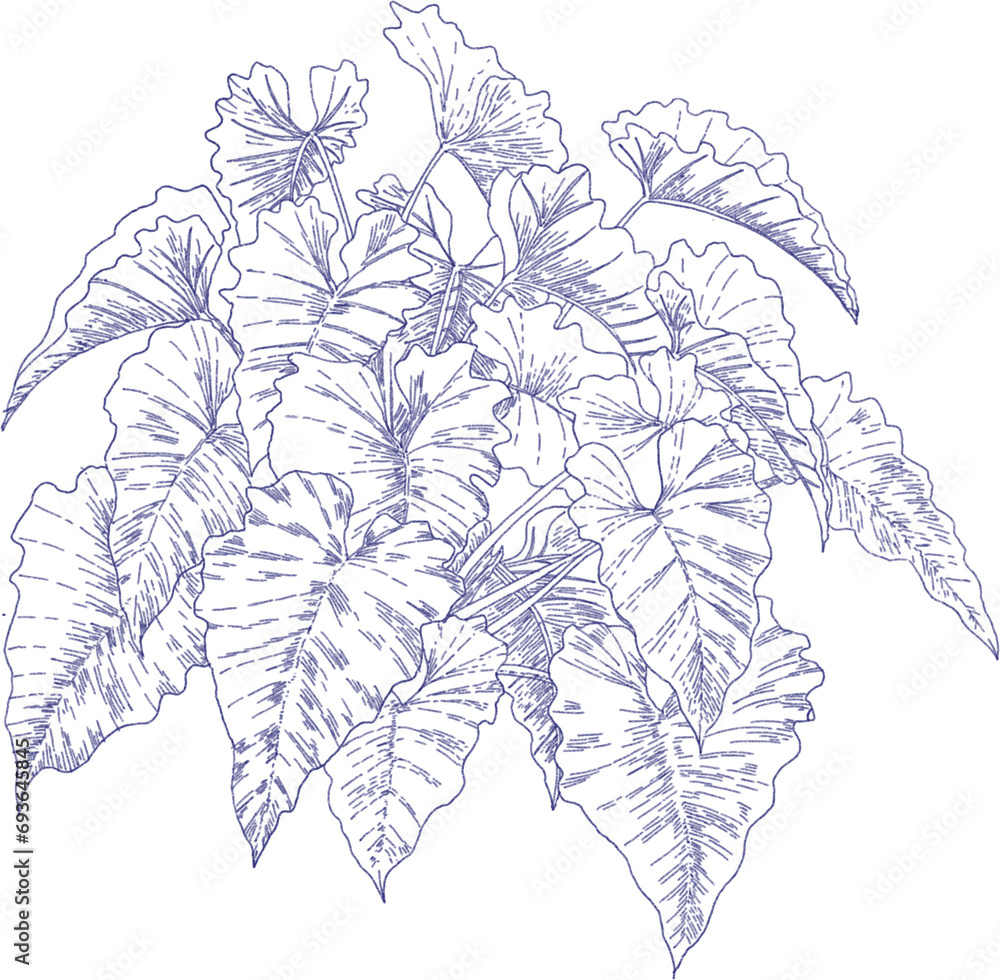 Alocasia macrorrhizos (L.) G.Don, Elephant ear, Giant taro, Ape, Ear ...