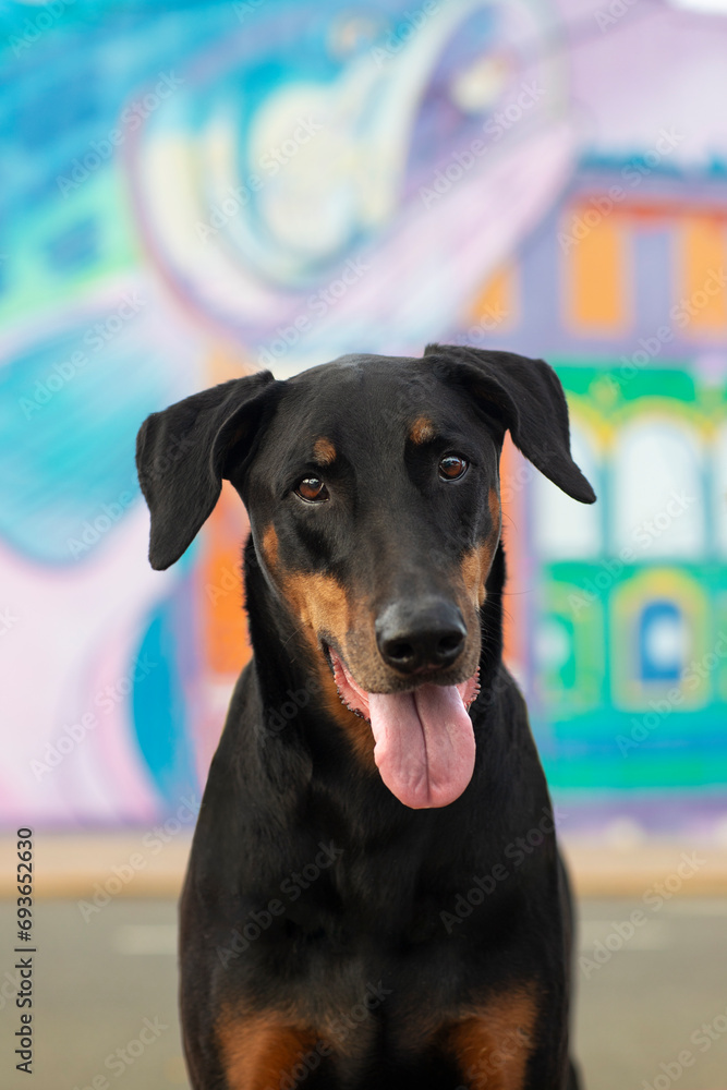 Portrait of a beautiful, smiling, black-and-tan, Doberman pinscher ...