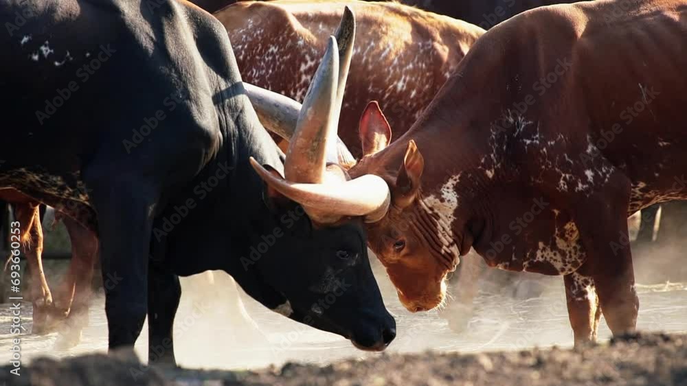 Water buffalo fighting in Bangkok reserve conservation open zoo ...