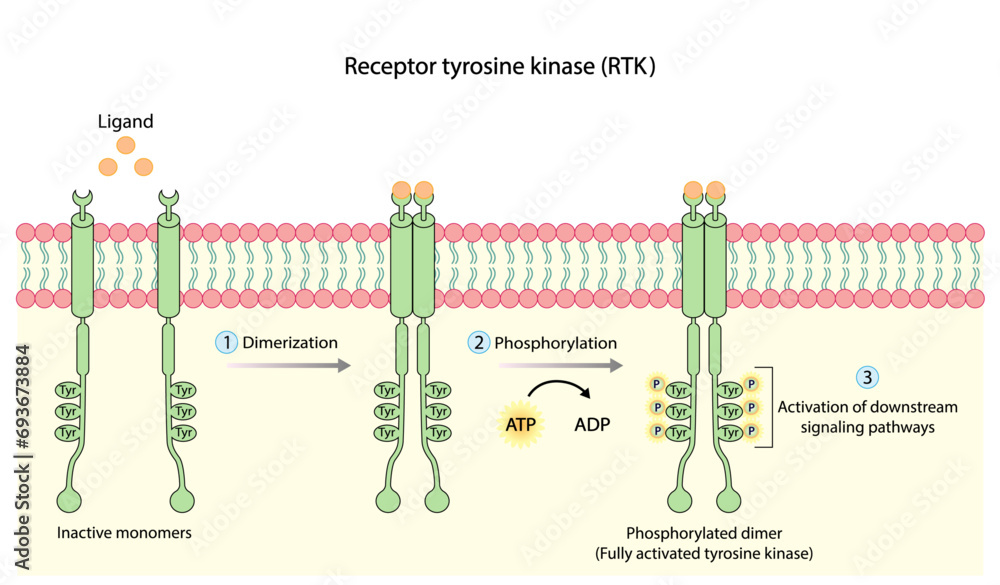 Tyrosine kinase receptor. Dimerization, phosphorylation, activation and cellular response. Cell ...