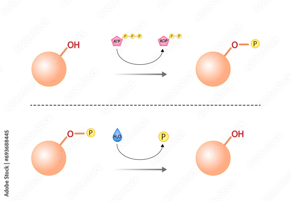 Protein kinase, an enzyme that transfer phosphate from ATP to a protein ...