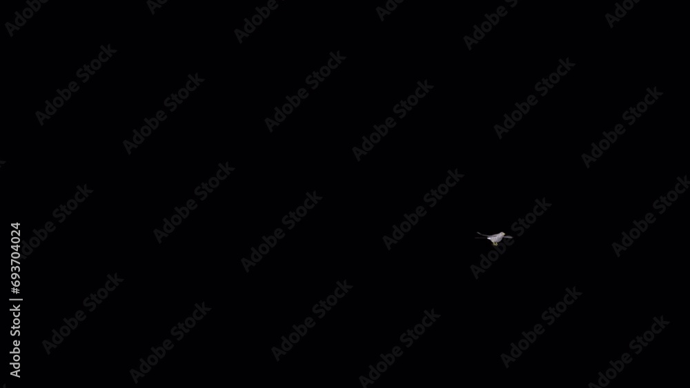 Common Cuckoo Bird - Flying Around Screen Loop - Realistic 3D animation ...