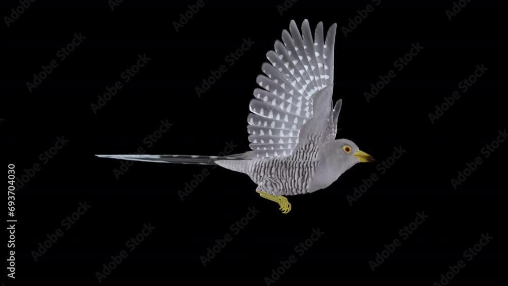 Common Cuckoo Bird - Flying Loop - Side View CU = Realistic 3D ...