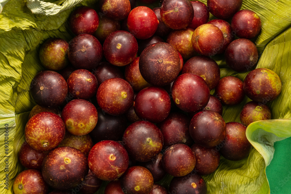 camu camu fruits, Myrciaria dubia, exotic fruit from the Amazon that ...
