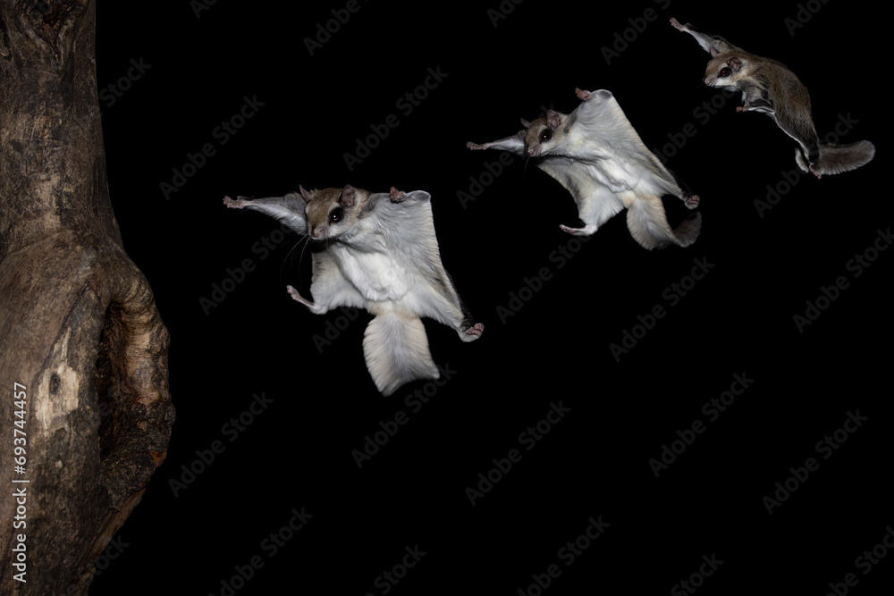 Composition of Southern Flying Squirrel (Glaucomys volans) flightpath ...