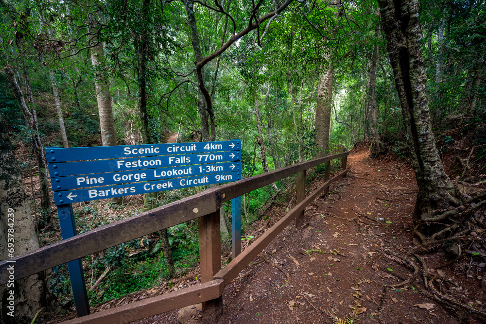 Walking track through the forest in Bunya Mountains National Park ...