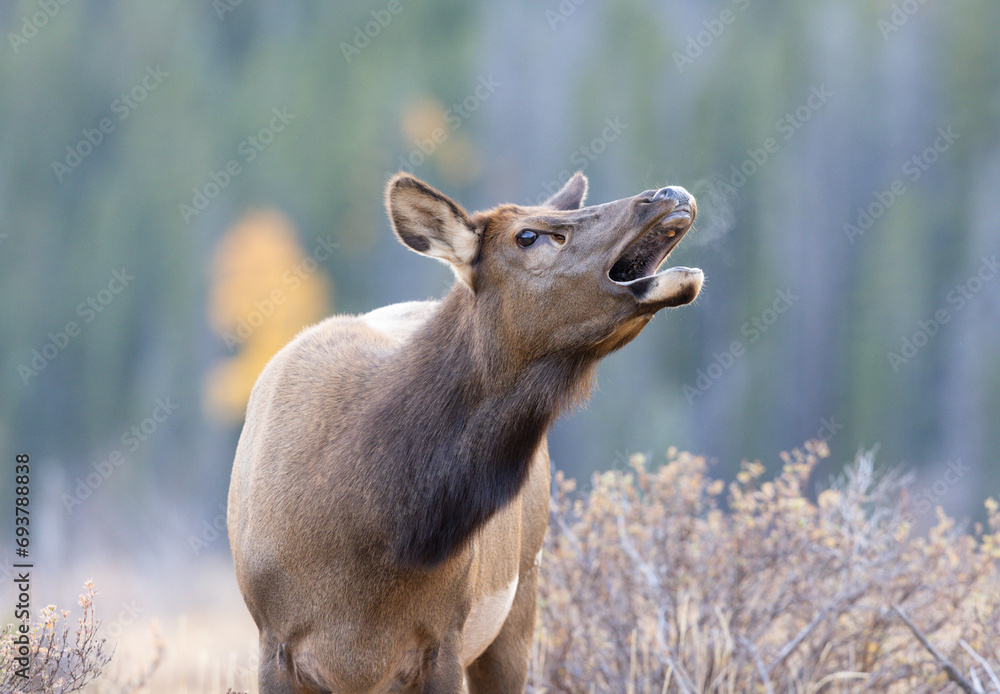 Female cow elk calling in the rut Stock Photo | Adobe Stock